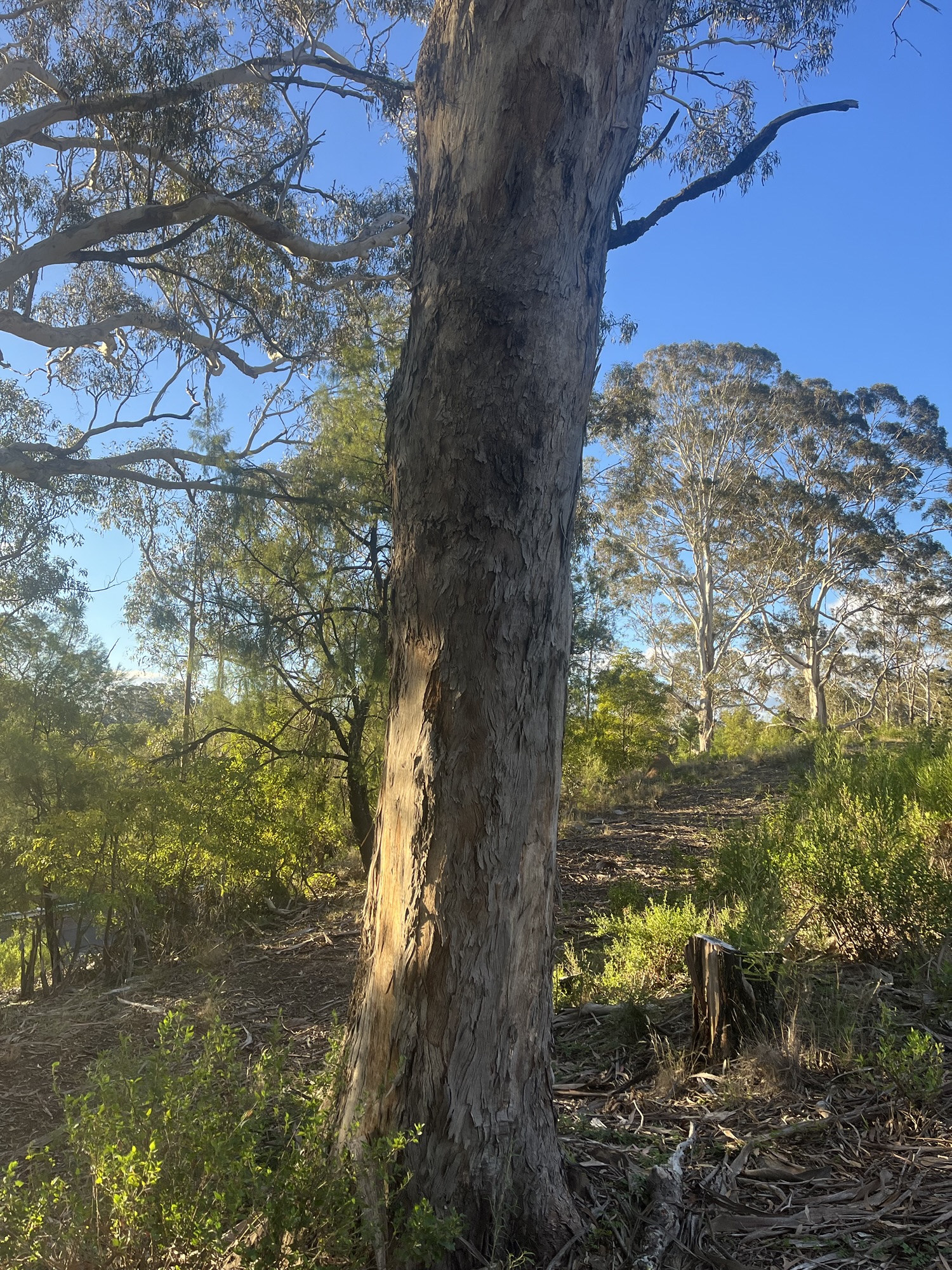 The trees here and the trees there – Nature | Life | Work