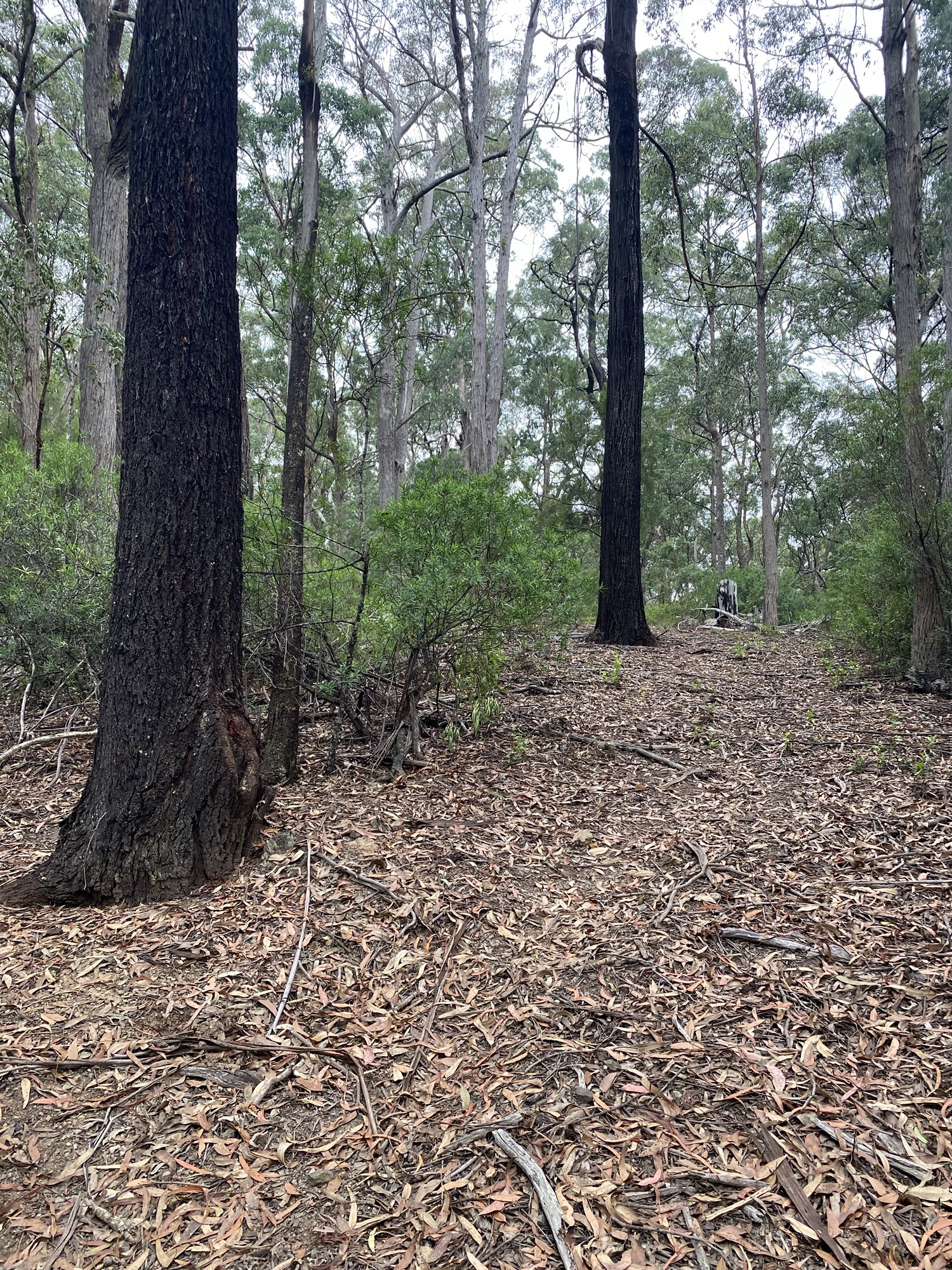 The trees here and the trees there – Nature | Life | Work