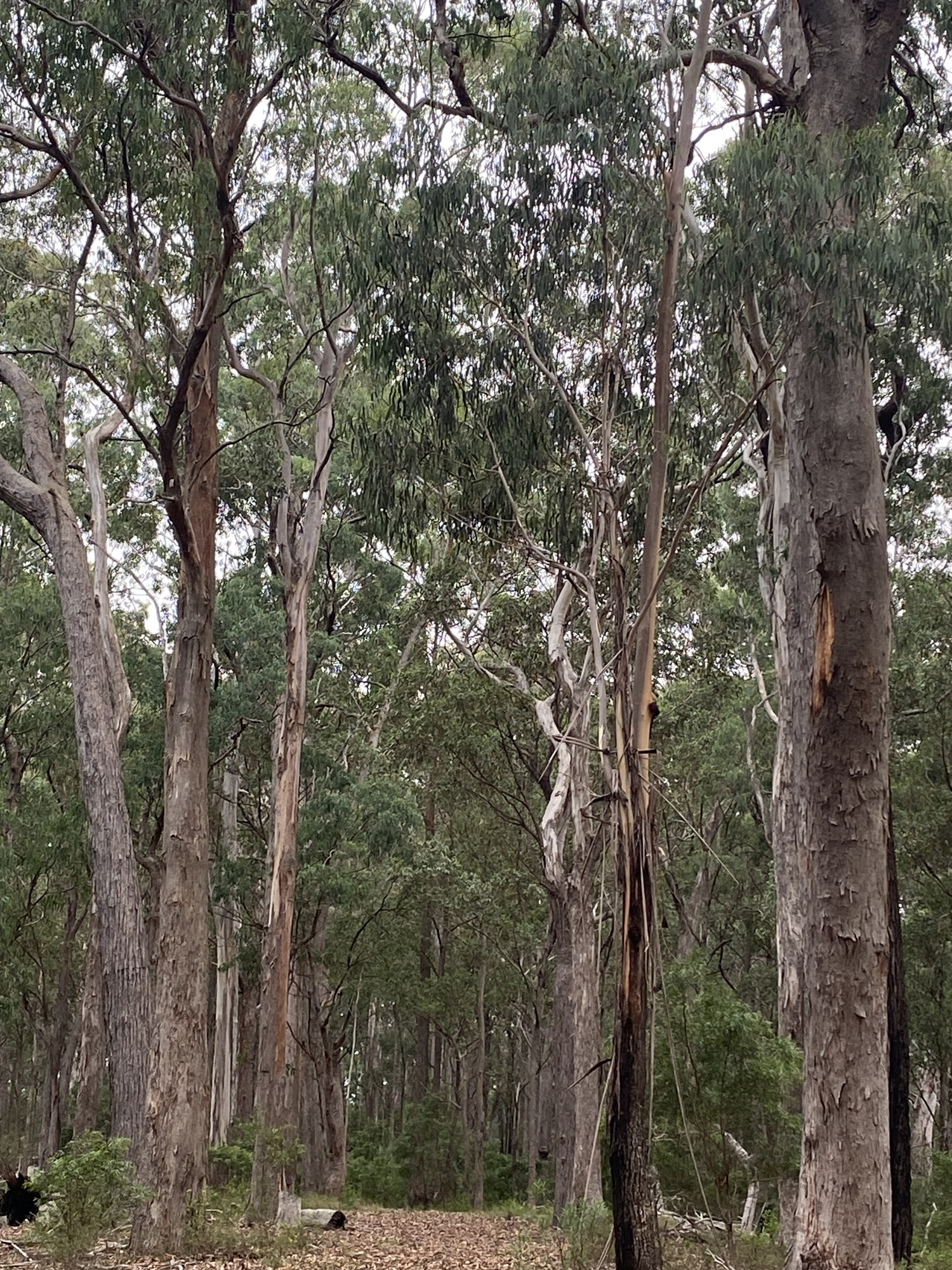 The trees here and the trees there – Nature | Life | Work